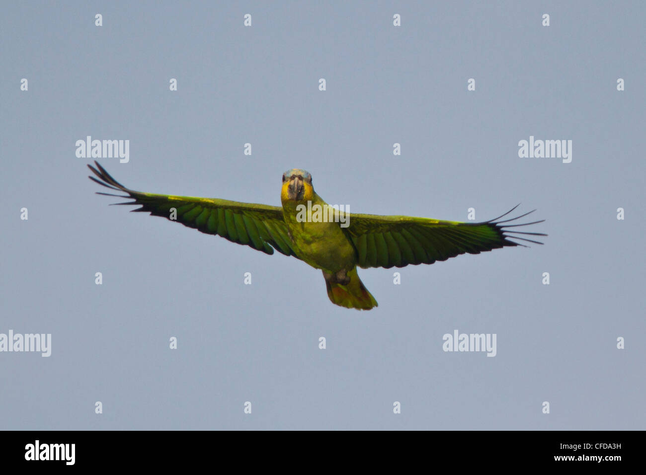Orange-winged Amazon Parrot (Amazona amazonica) flying in Ecuador Stock ...