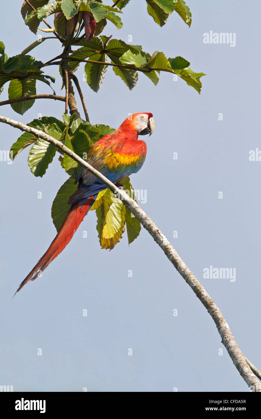 Scarlet Macaw (Ara macao) perched on a branch in Ecuador Stock Photo ...