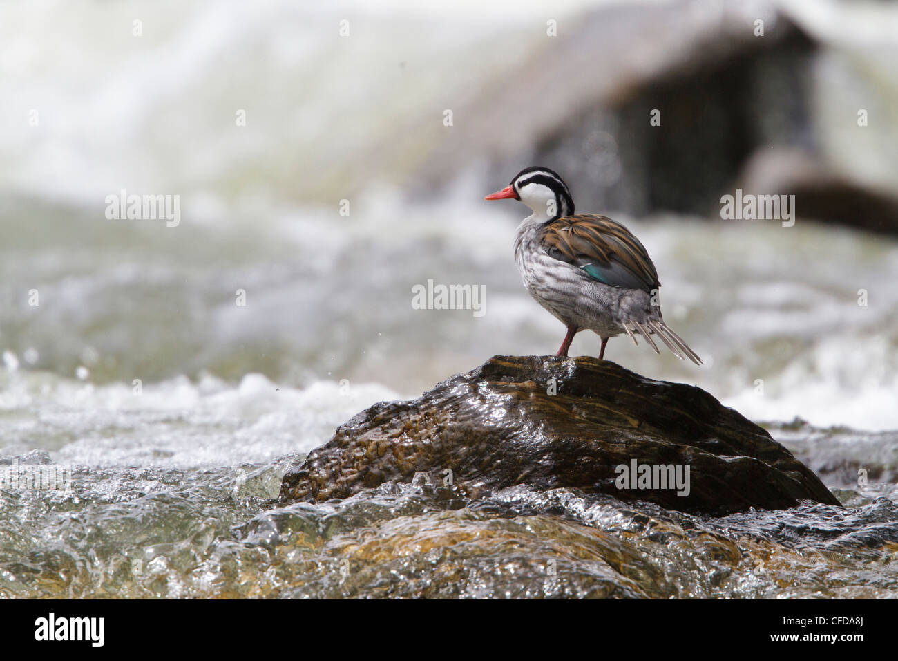 Torrent duck on rock hi-res stock photography and images - Alamy