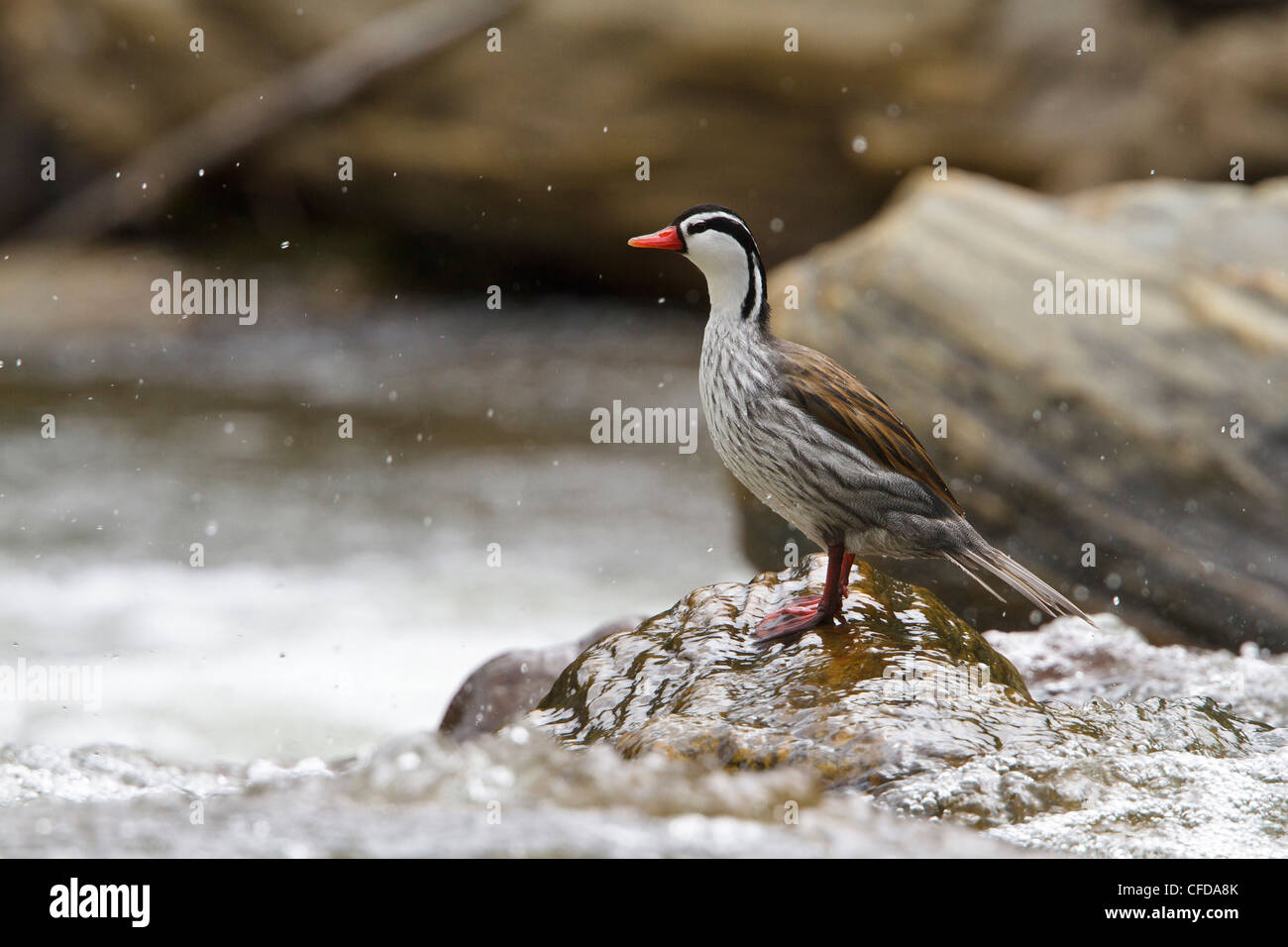 Torrent duck perched on rock hi-res stock photography and images - Alamy