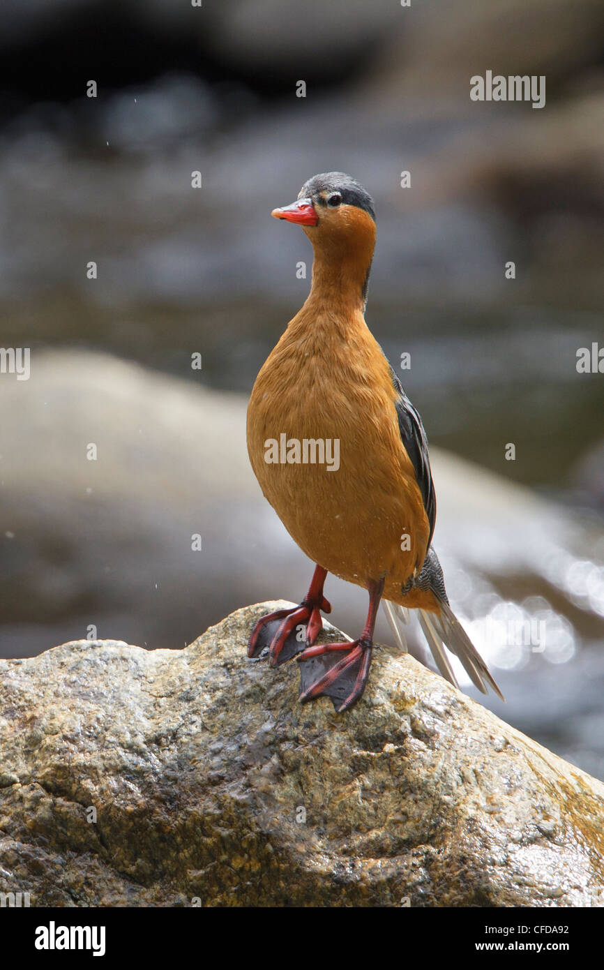 Torrent duck on rock hi-res stock photography and images - Alamy