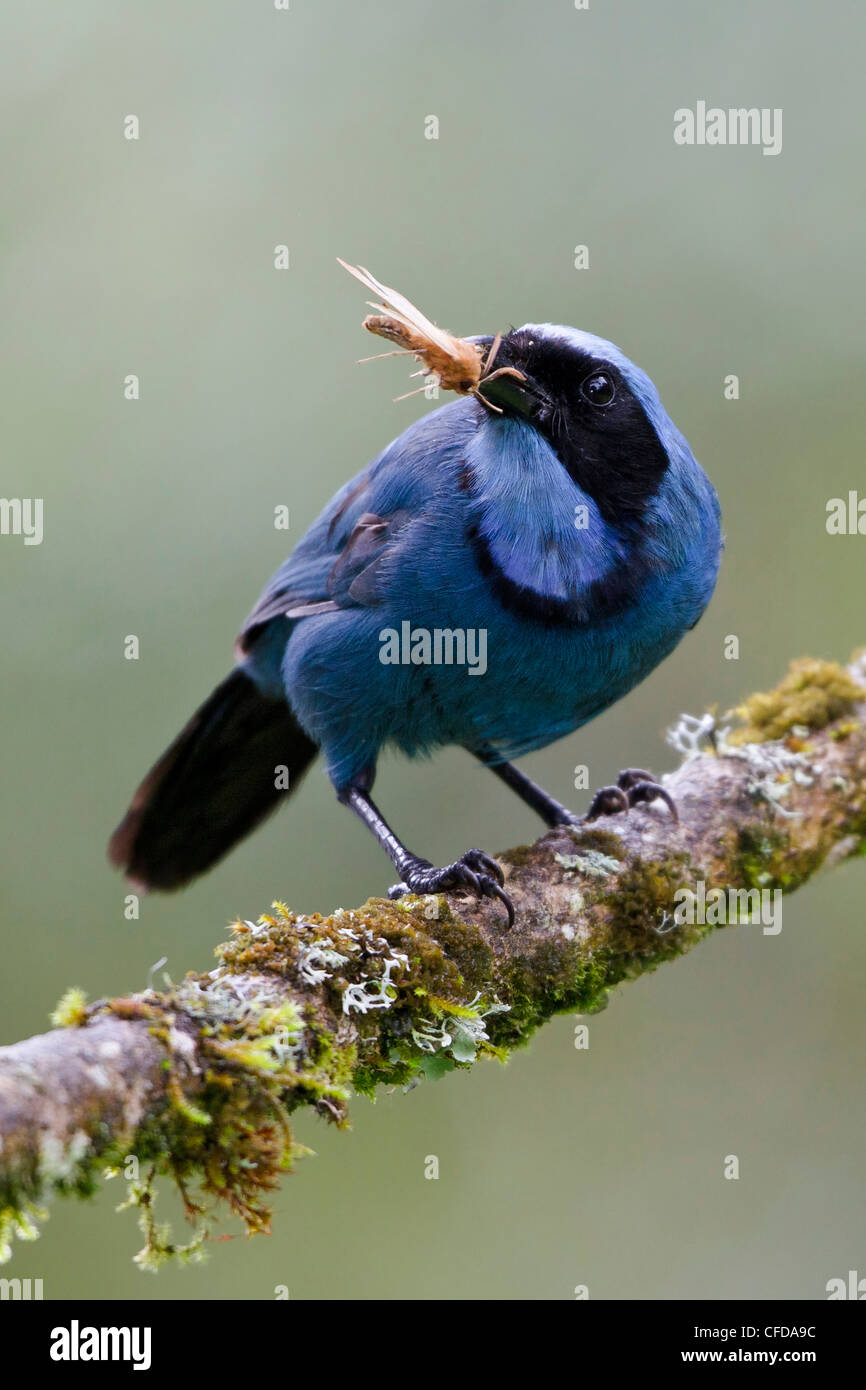 Jay hi-res stock photography and images - Alamy
