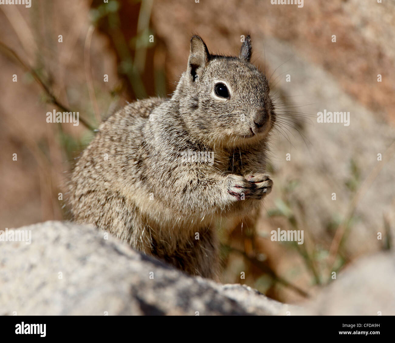 California animal national park hi-res stock photography and images - Alamy