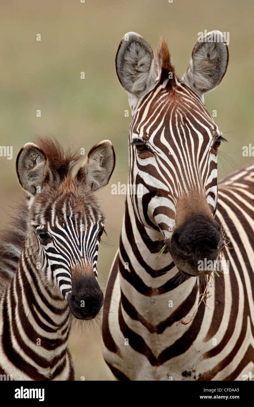 Zebra calf hi-res stock photography and images - Alamy