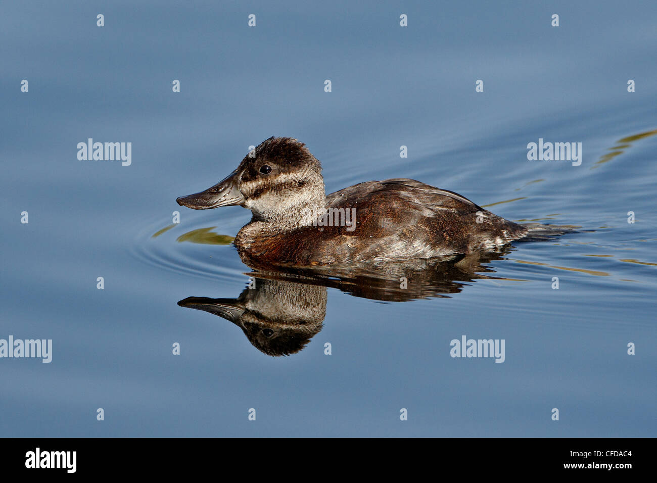 Ruddy Duck Hen