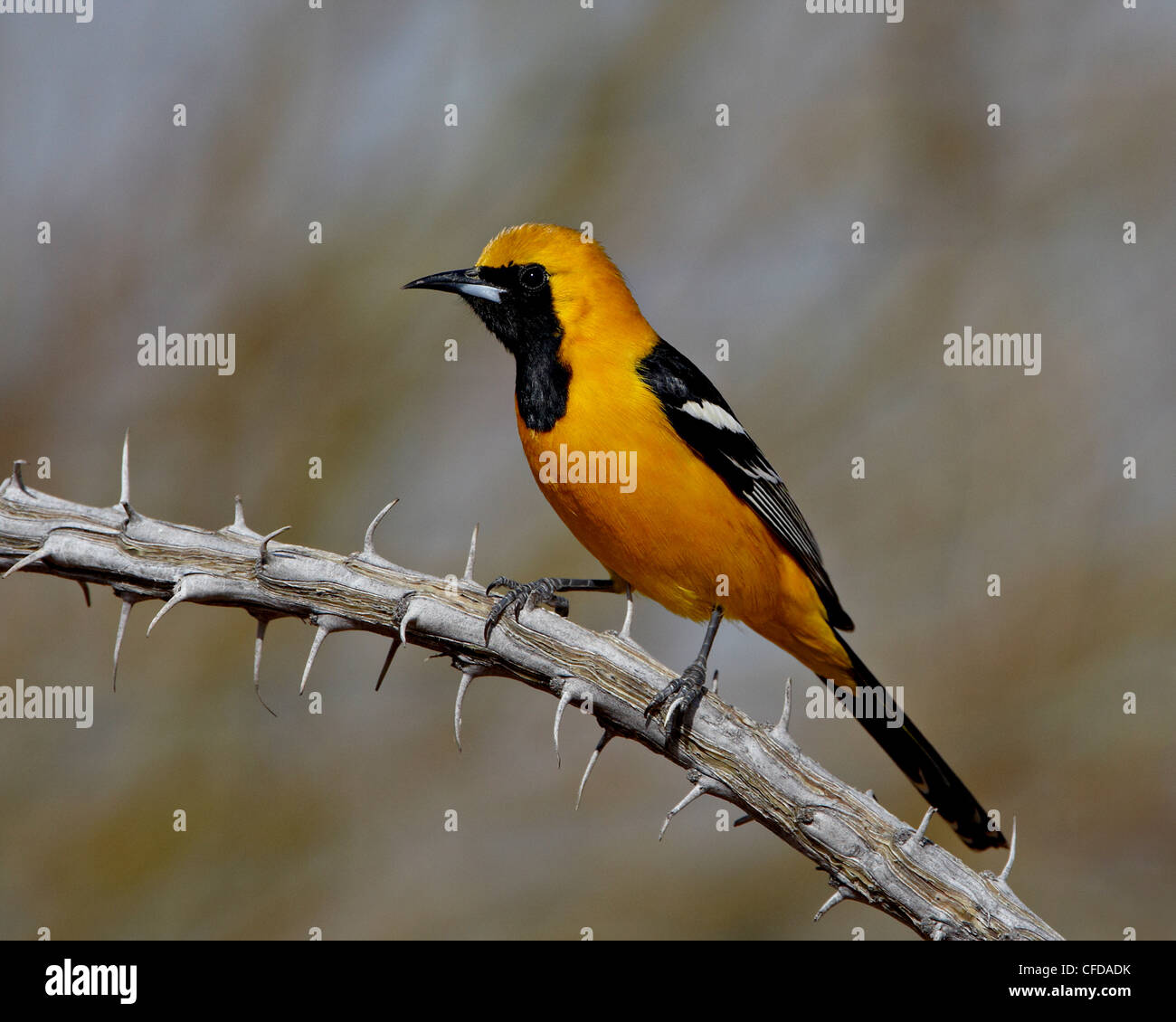 Hooded oriole (Icterus cucullatus), The Pond, Amado, Arizona, United ...