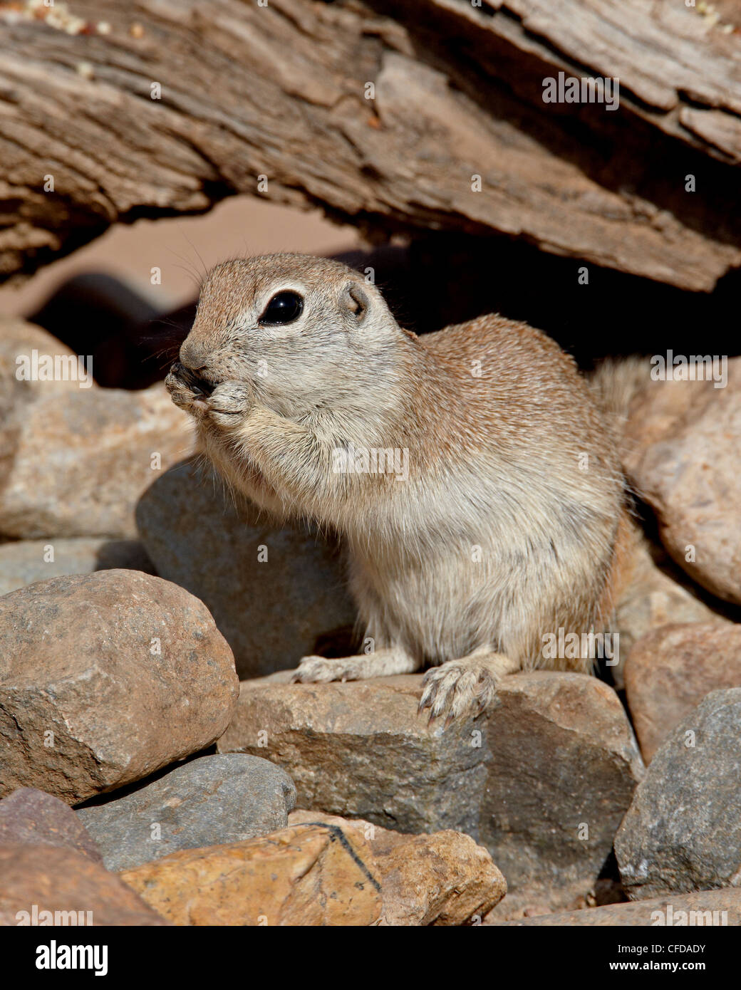 Round Tailed Ground Squirrel Pet