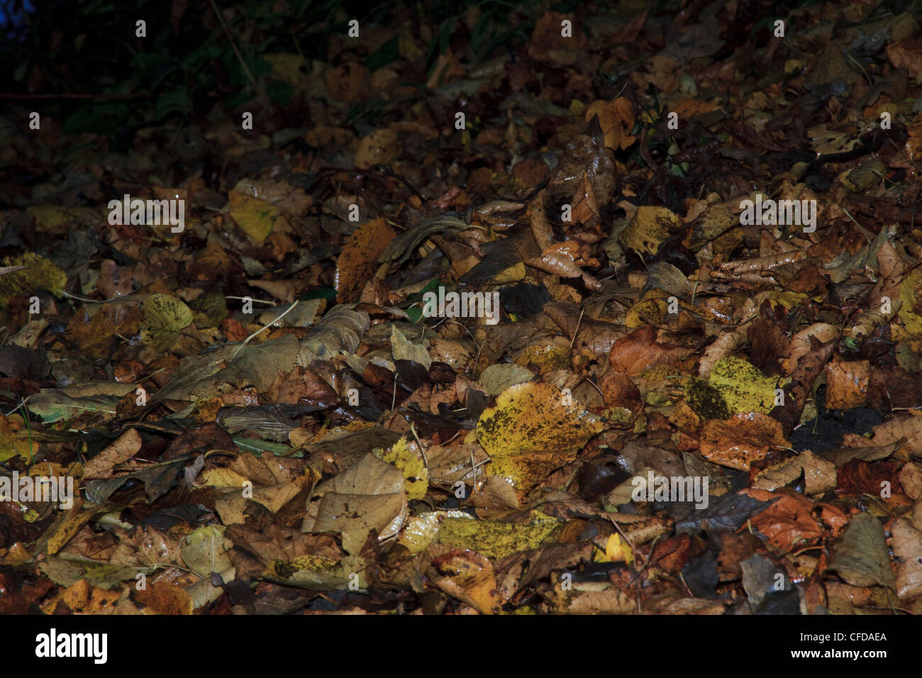 A selection of Autumn leaves Stock Photo - Alamy