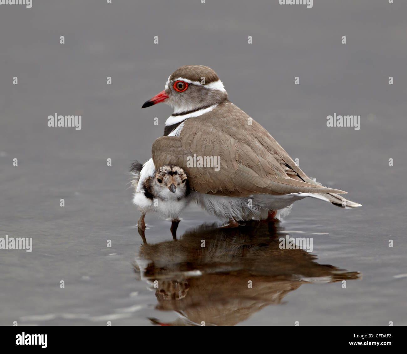 Adult plover hi-res stock photography and images - Alamy