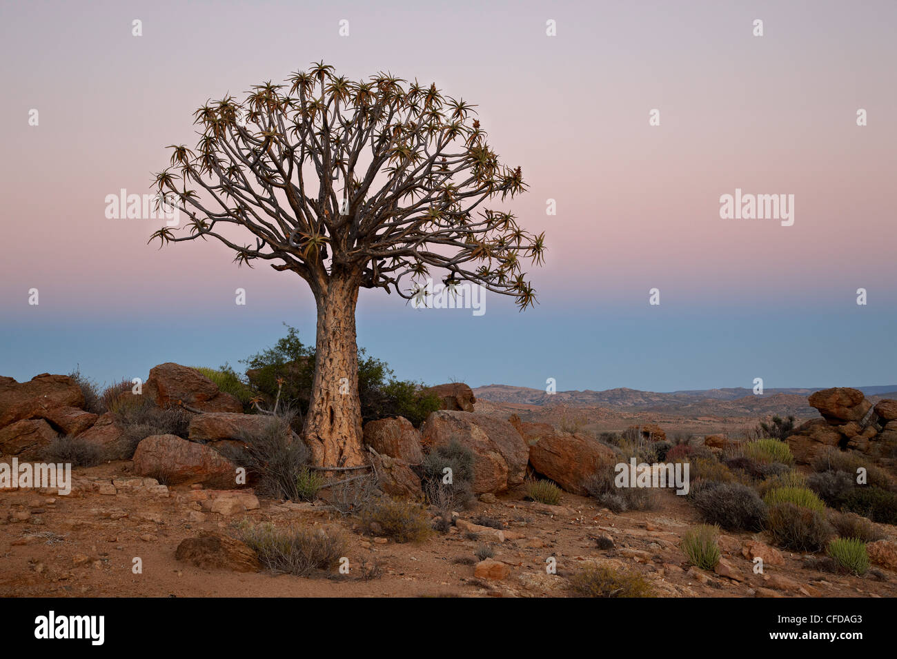 Quiver Tree (Kokerboom) (Aloe dichotoma) at dawn, Namakwa, South Africa ...