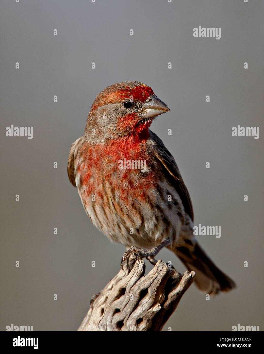 Male,finch (Carpodacus mexicanus), The Pond, Amado, Arizona, United ...
