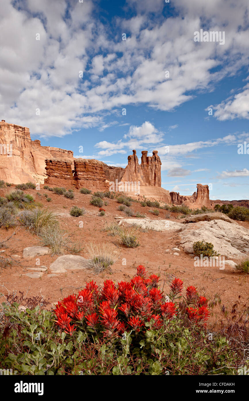 The,Gossips and common paintbrush (Castilleja chromosa), Arches ...