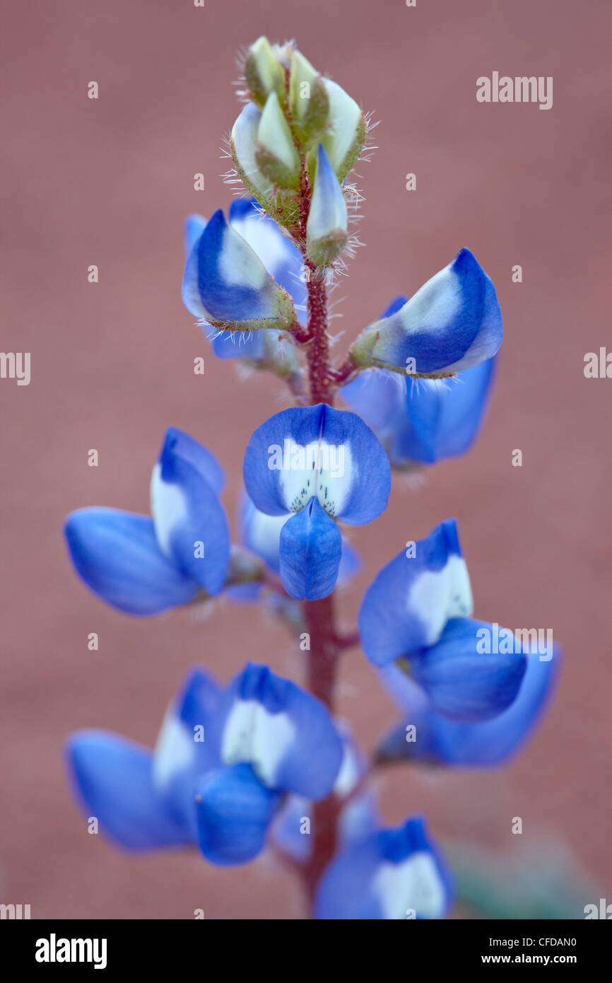 Lupinus pusillus hi-res stock photography and images - Alamy