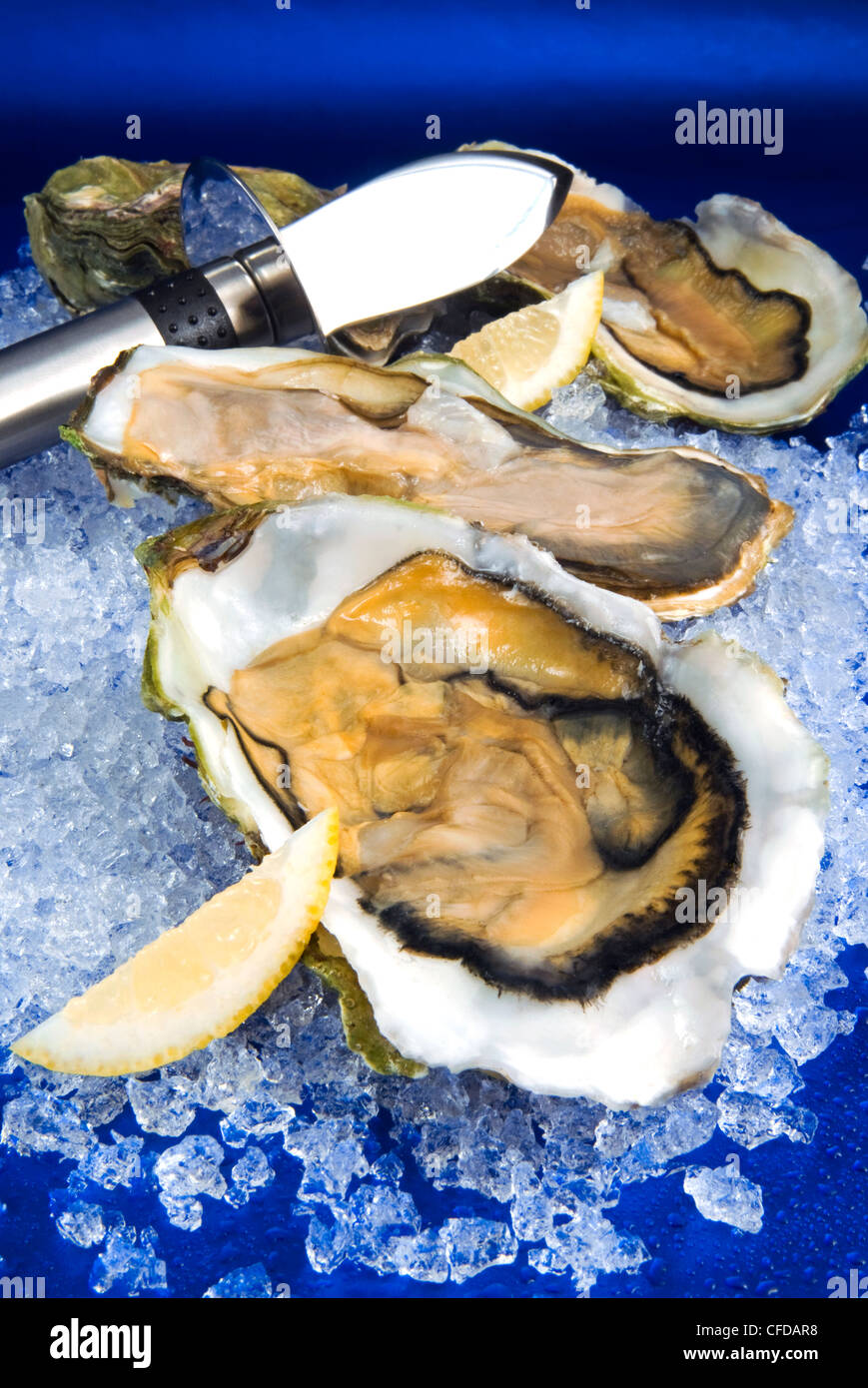 Ostrea edulis oyster hi-res stock photography and images - Alamy