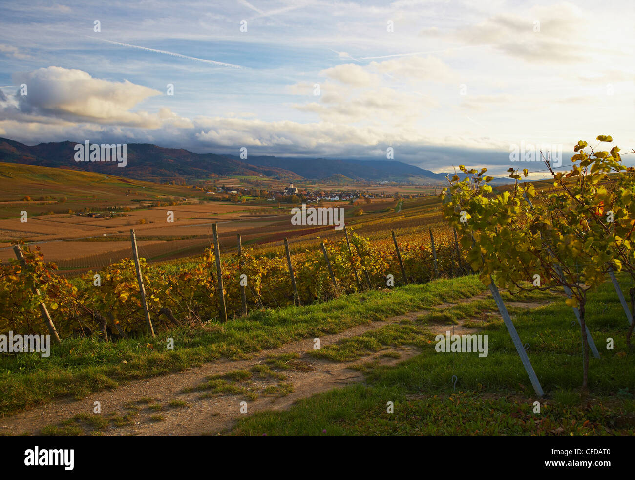 View from Batzenberg at vineyards near Kirchhofen, Staufen castle ...