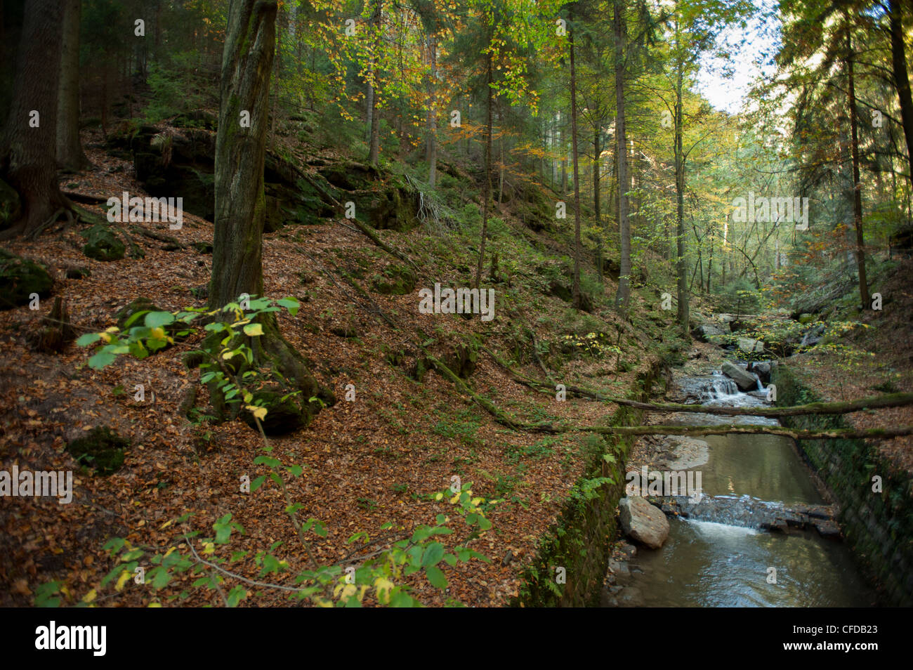 Saxon switzerland trees hi-res stock photography and images - Alamy