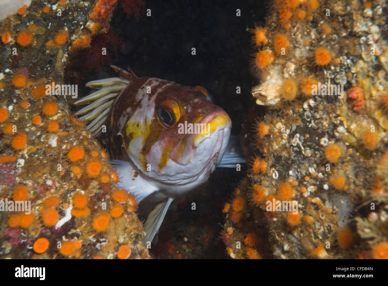 Lisa fish hi-res stock photography and images - Alamy