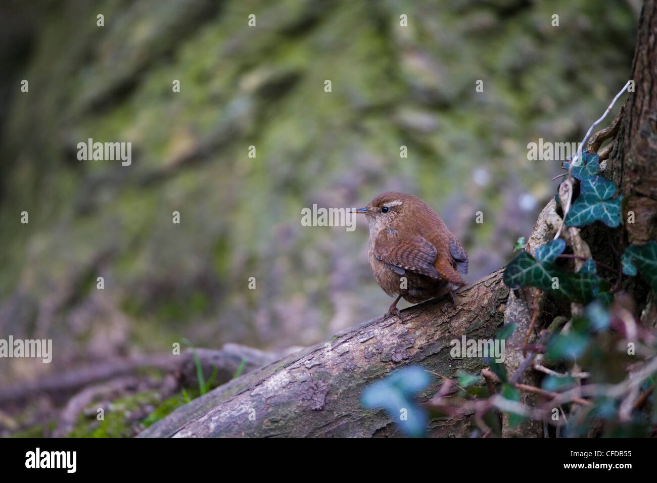 Wren uk hi-res stock photography and images - Alamy