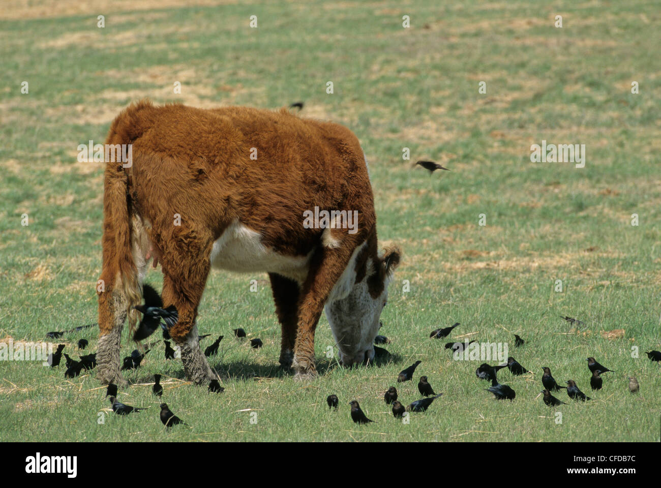Brown headed cowbird cow hi-res stock photography and images - Alamy