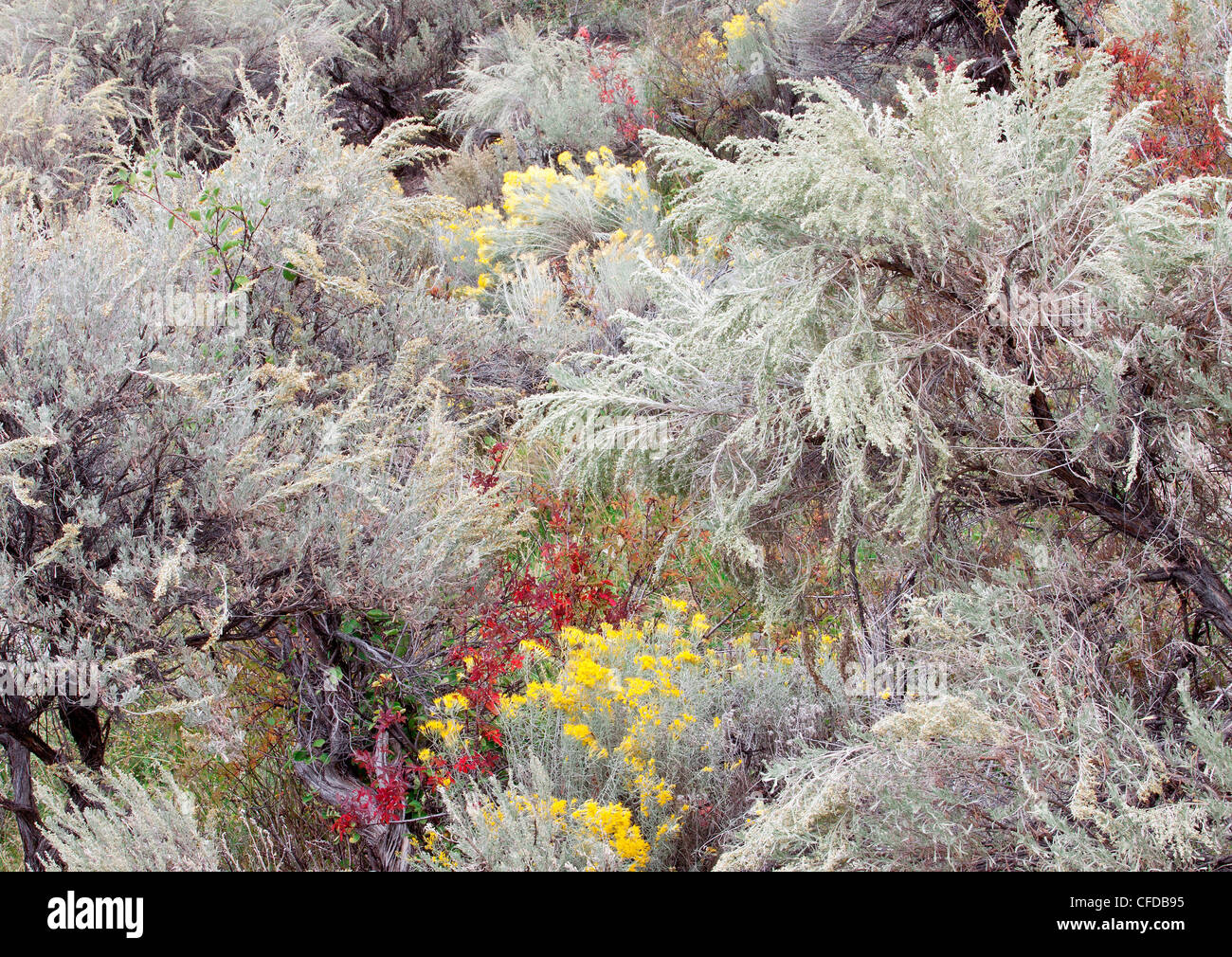 Common sagebrush hi-res stock photography and images - Alamy