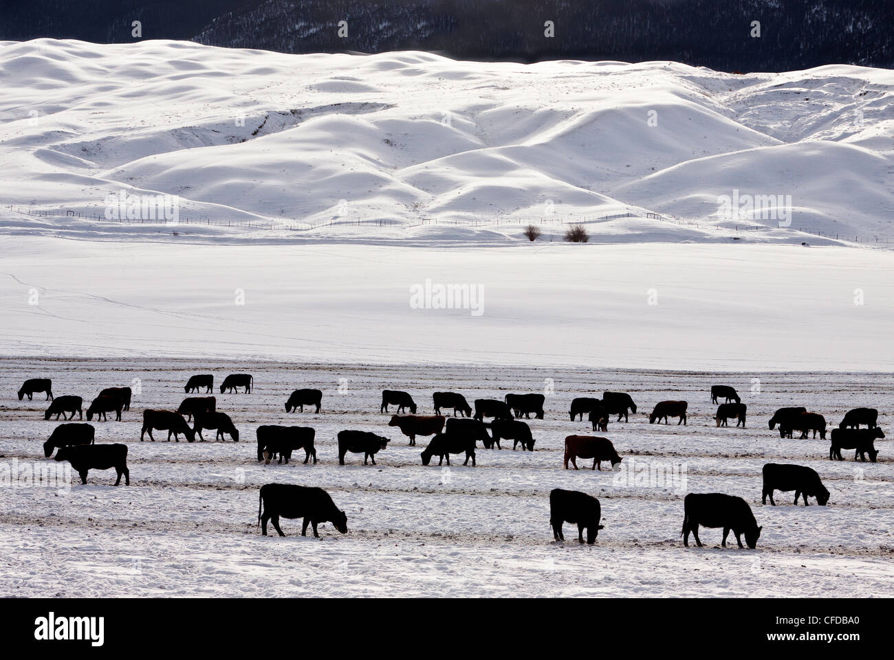 Winter scenes in the BC Grasslands of the Chilcotin region of British ...