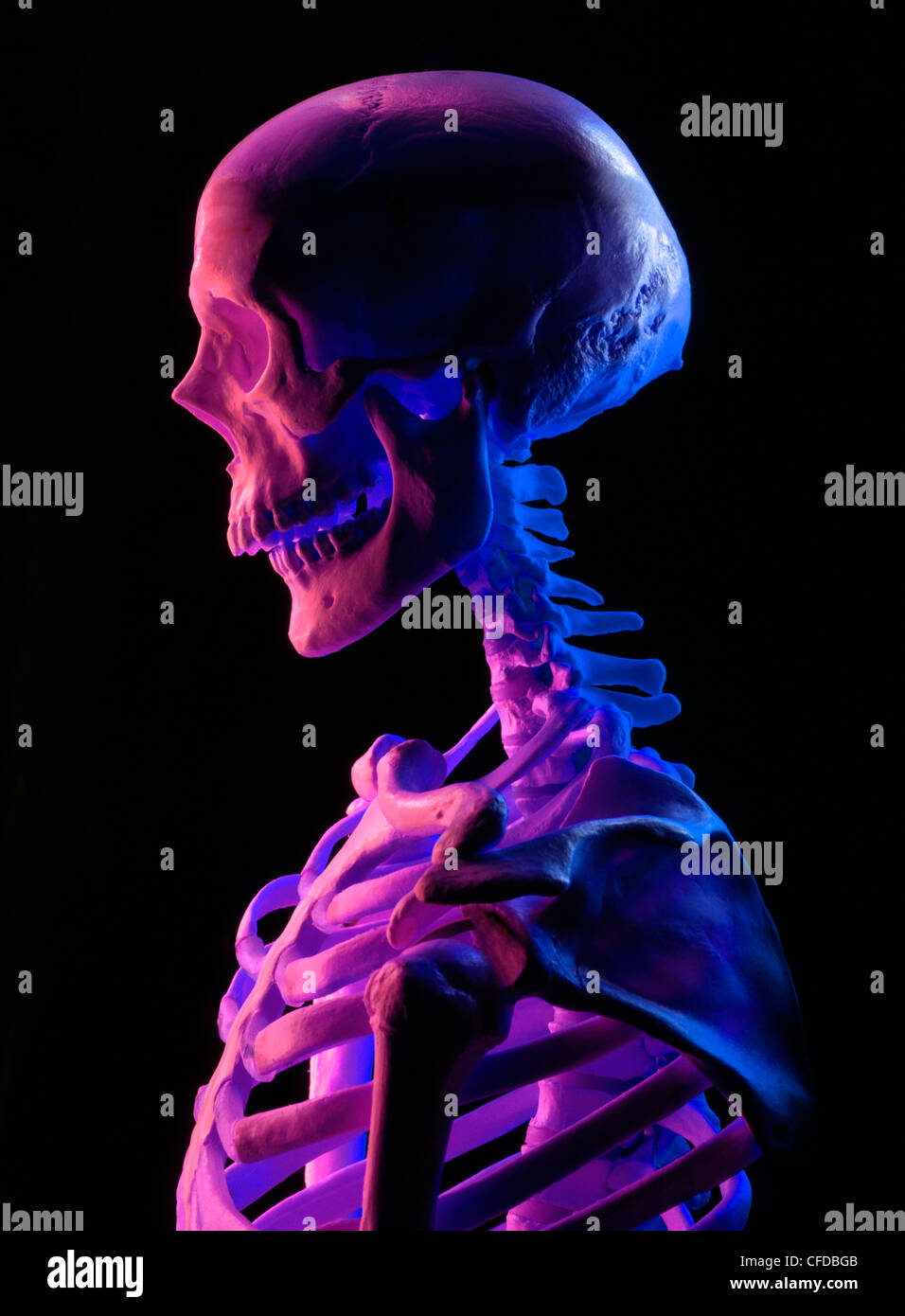 Skeleton, Purple and blue Stock Photo - Alamy