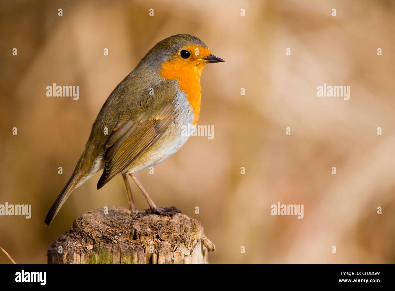 Robin don hi-res stock photography and images - Alamy
