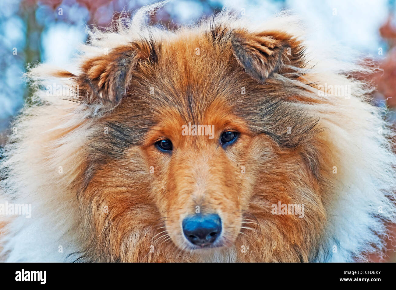 head of a British true-bred collie dog Stock Photo - Alamy