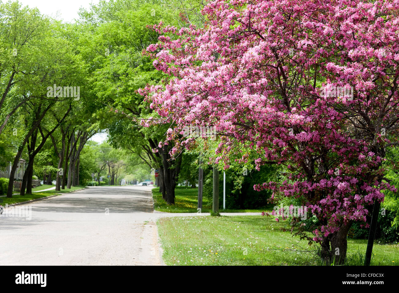 Boissevain hi-res stock photography and images - Alamy