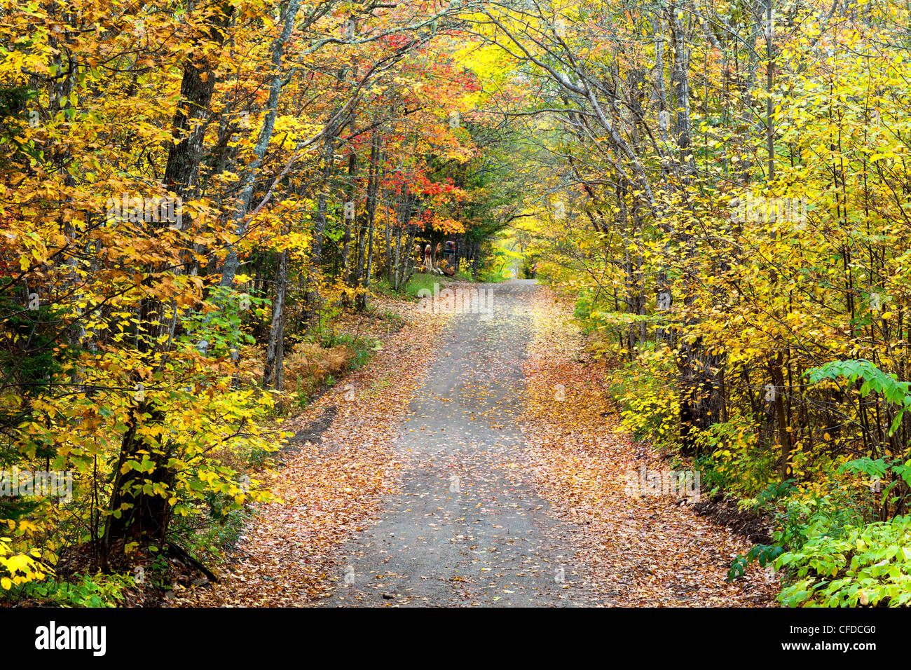 Clay road and Fall foliage near, Gagetown, New Brunswick, Canada Stock ...