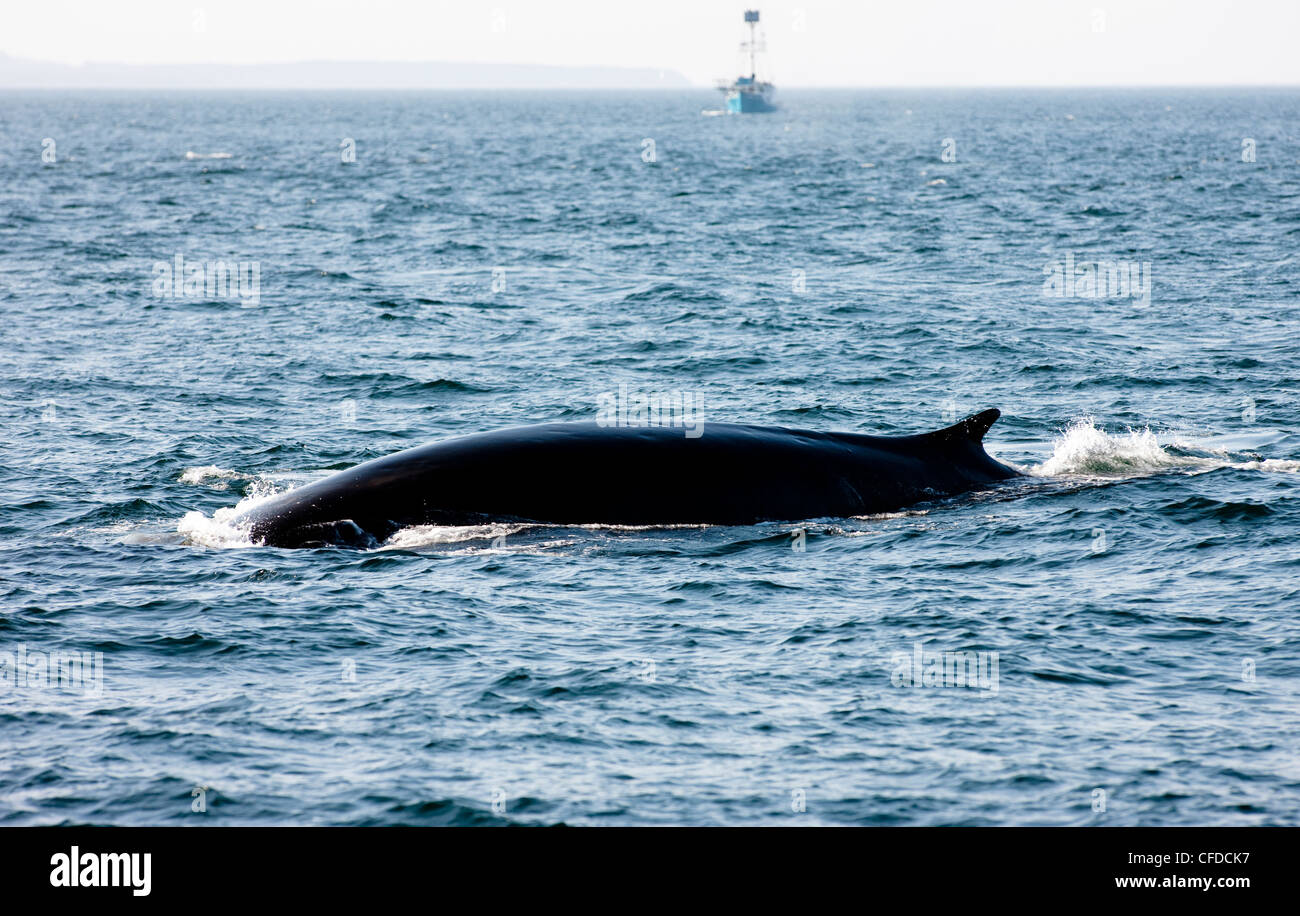 Fin whale finback whale razorback hi-res stock photography and images ...