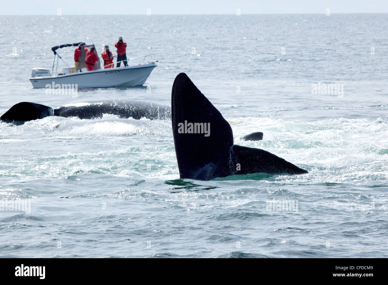 North atlantic right whale bay of fundy High Resolution Stock ...