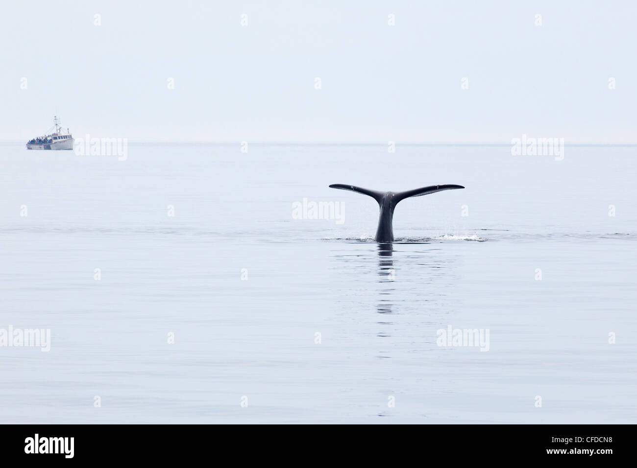 (Eubalaena glacialis), North Atlantic Right Whale, Off Grand Manan ...