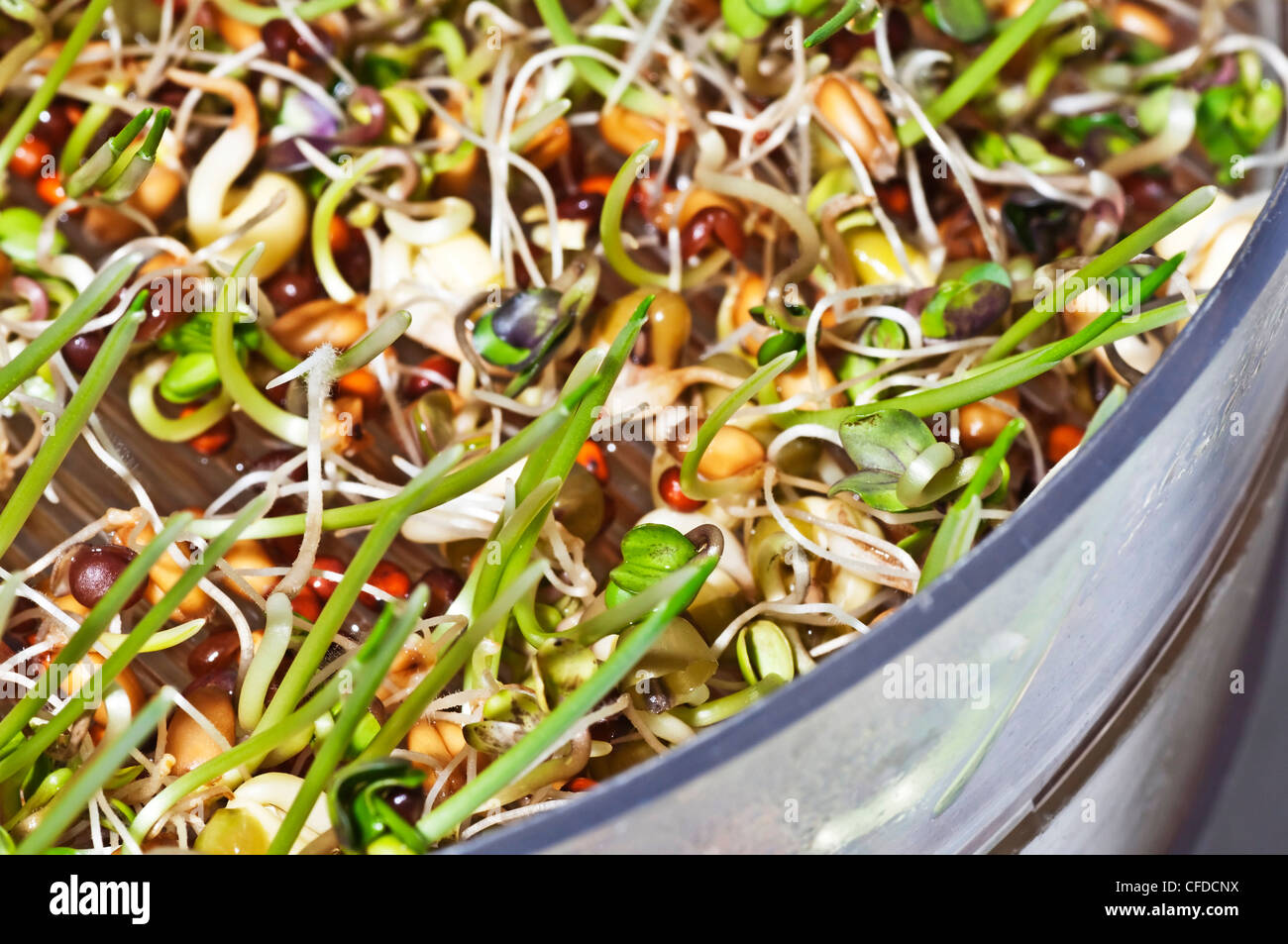 sprouts of different vegetables Stock Photo - Alamy