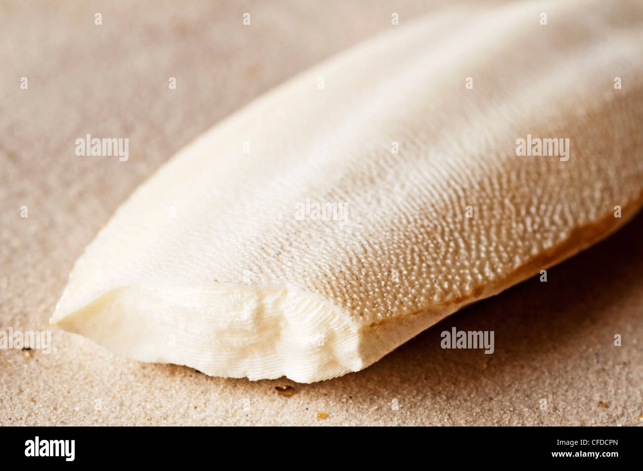 Cuttlebone Stock Photos & Cuttlebone Stock Images - Alamy