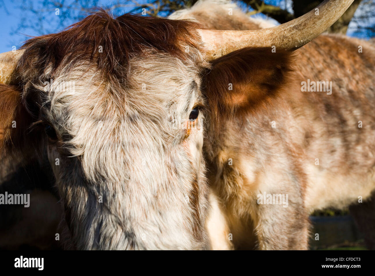LONG HORNED COW Stock Photo - Alamy