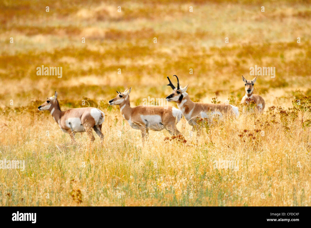 A female and male Pronghorn Antelope (Antilocapra Americana) at the ...