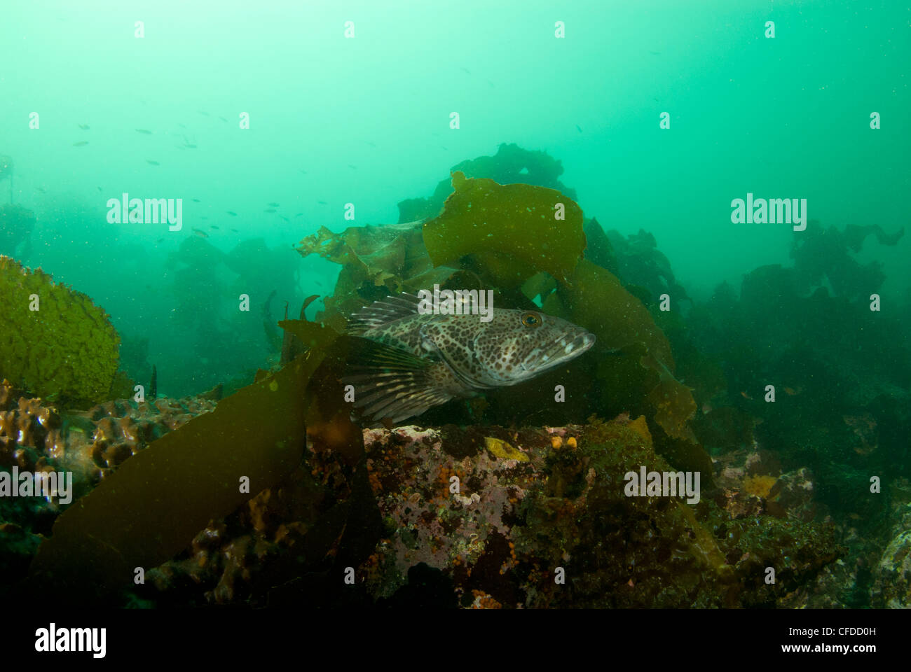 Ling cod hi-res stock photography and images - Alamy