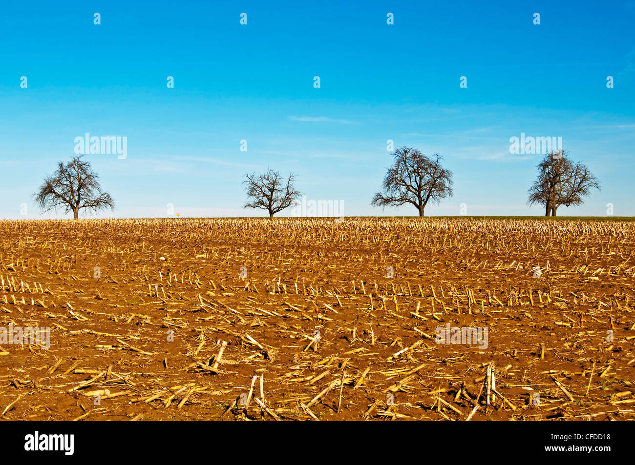 trees with stubble field Stock Photo - Alamy