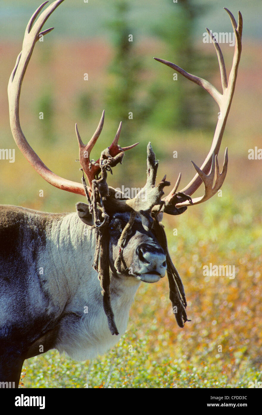 Caribou (Rangifer tarandus) Male shedding velvet prior to the Rut in ...
