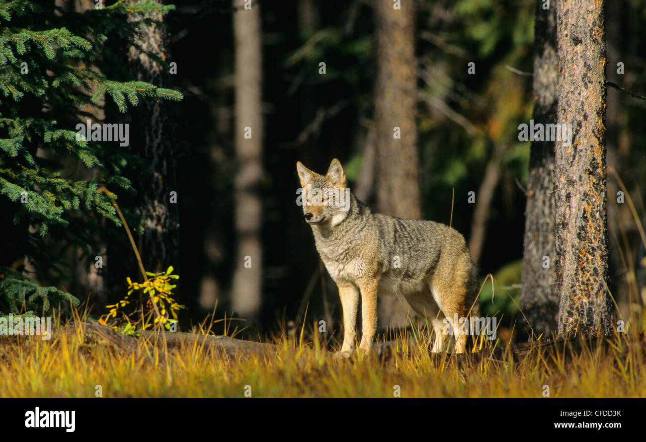 Coyote (Canis latrans) Adult, Alberta, Canada Stock Photo - Alamy