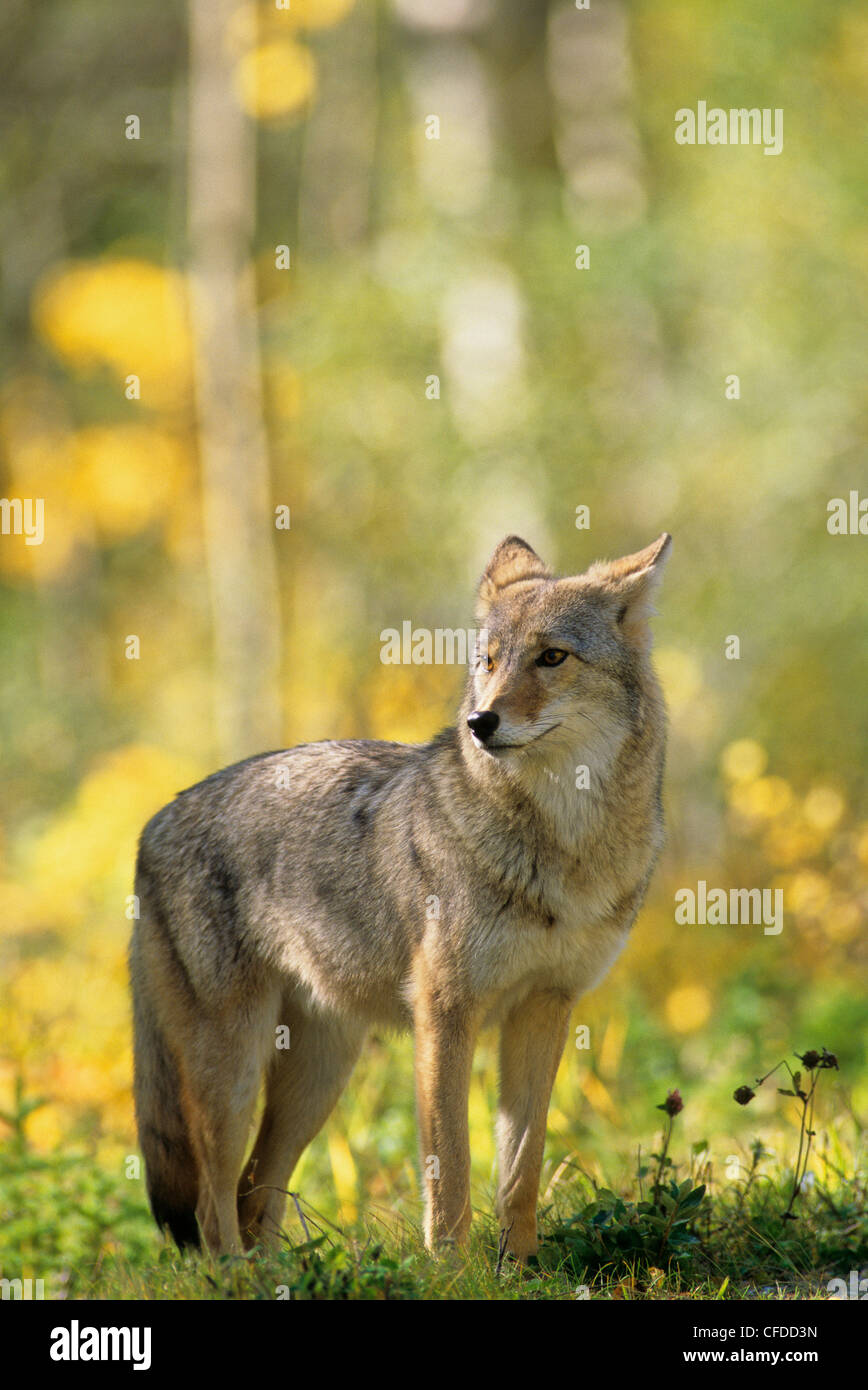 Coyote (Canis latrans) Adult, Alberta, Canada Stock Photo - Alamy
