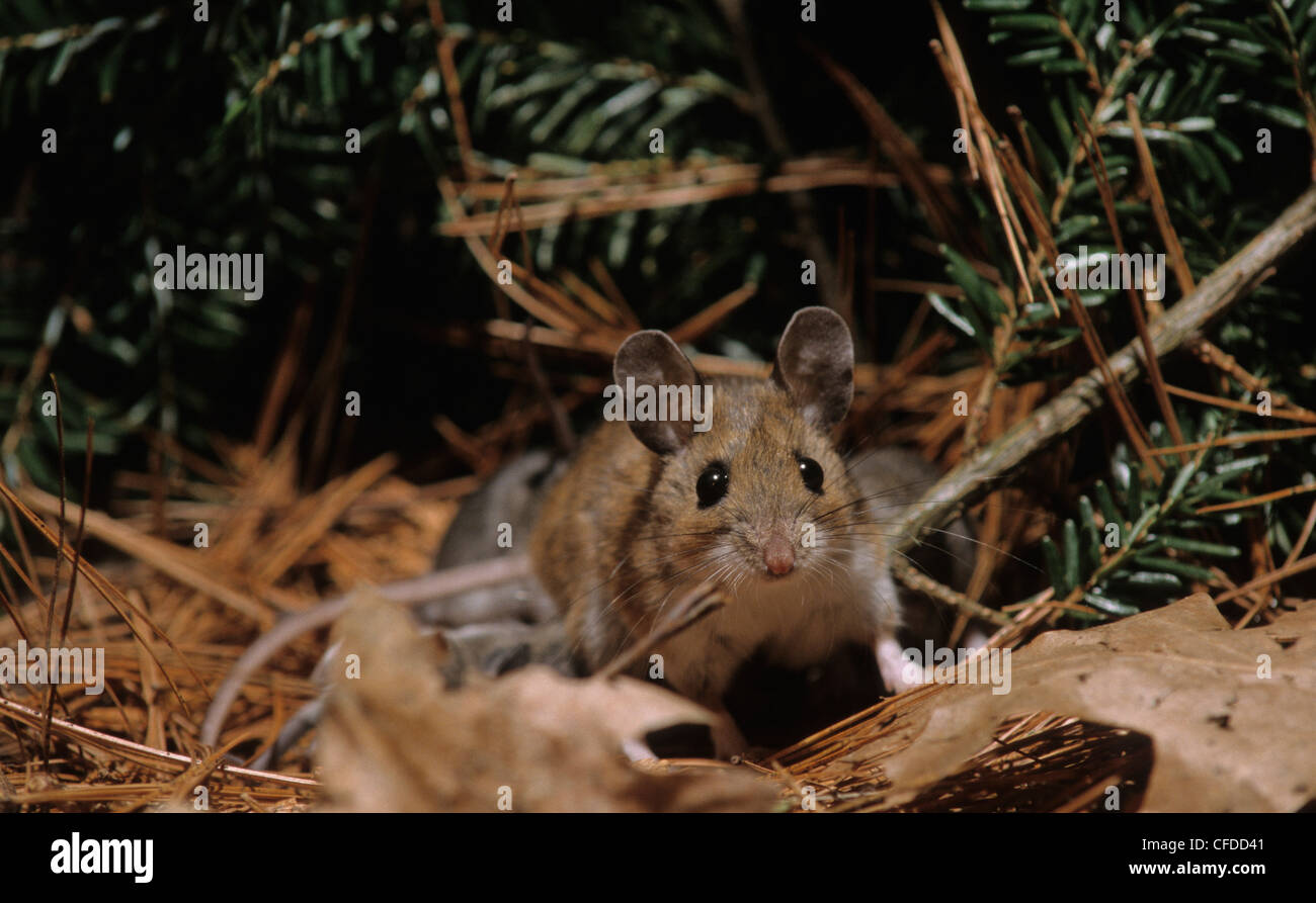 Deer mouse nest hi-res stock photography and images - Alamy