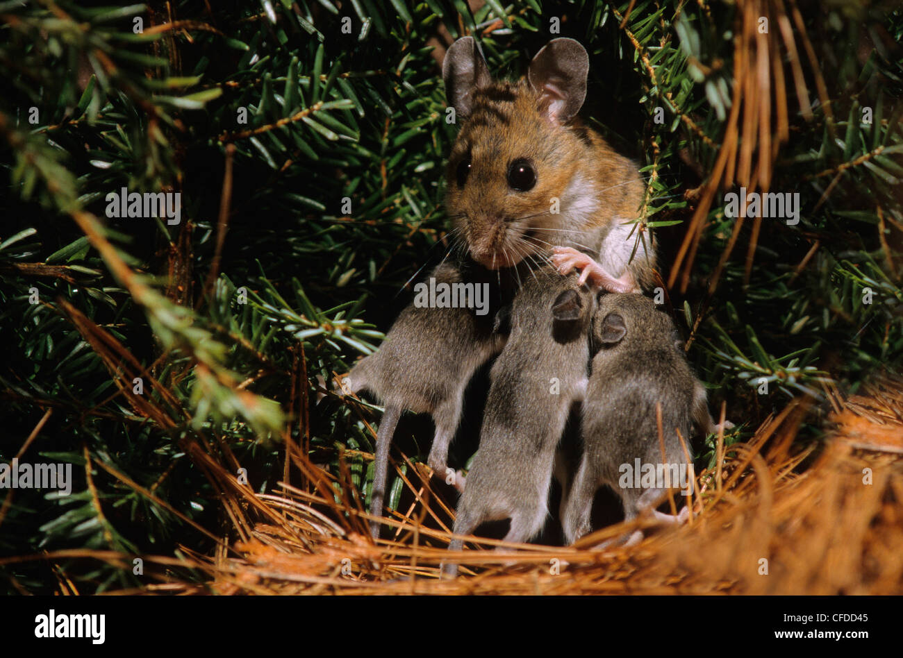 Baby mouse deer hi-res stock photography and images - Alamy