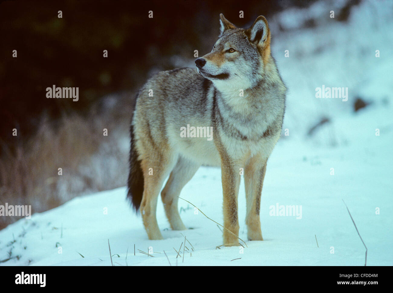 Canadian white wolf hi-res stock photography and images - Alamy