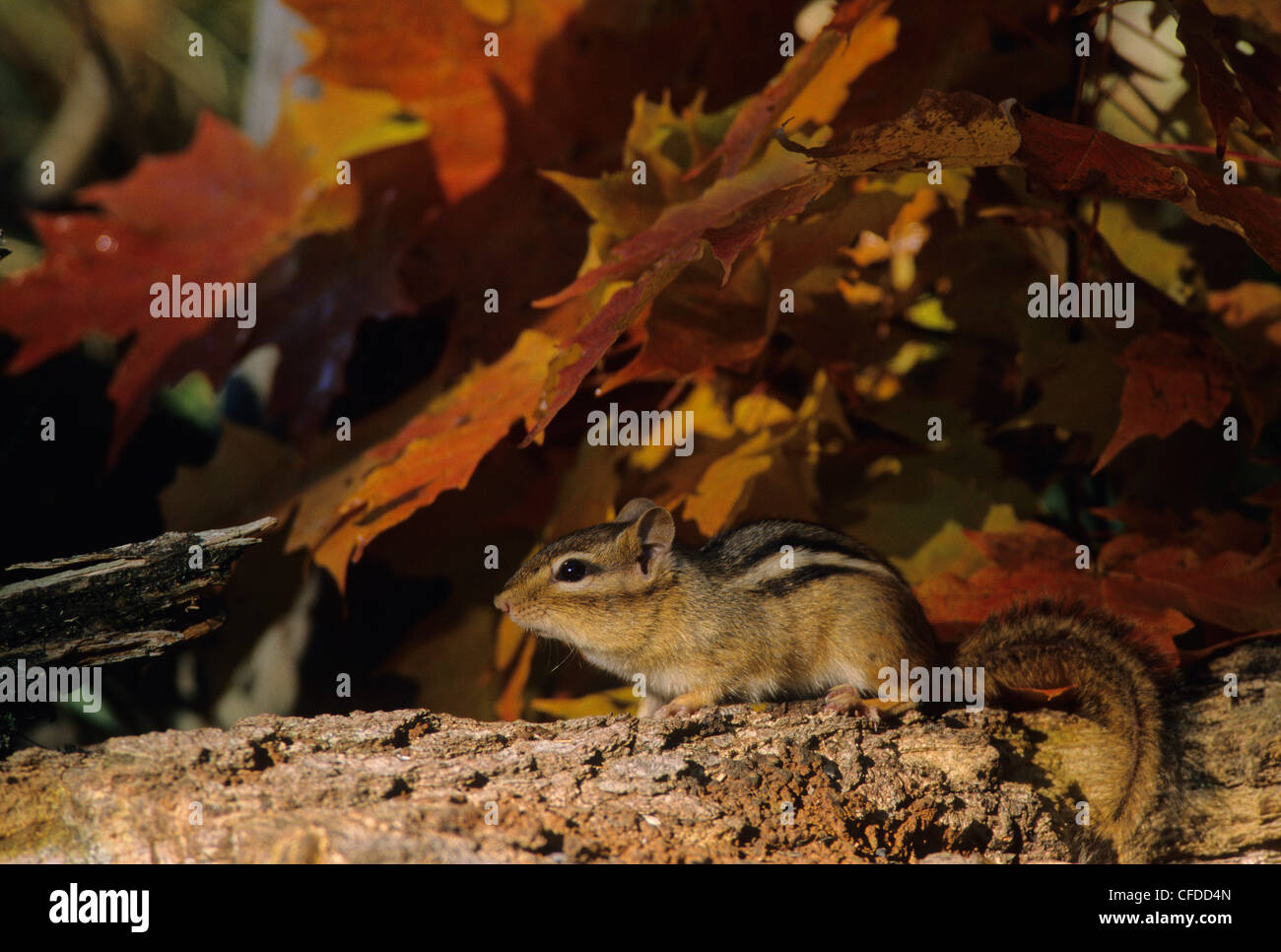 Black and white chipmunk hi-res stock photography and images - Alamy
