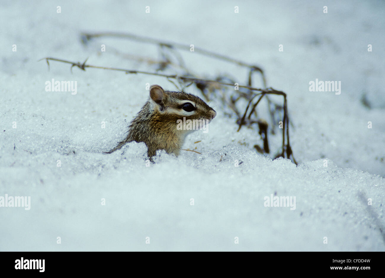 Chipmunk den hi-res stock photography and images - Alamy