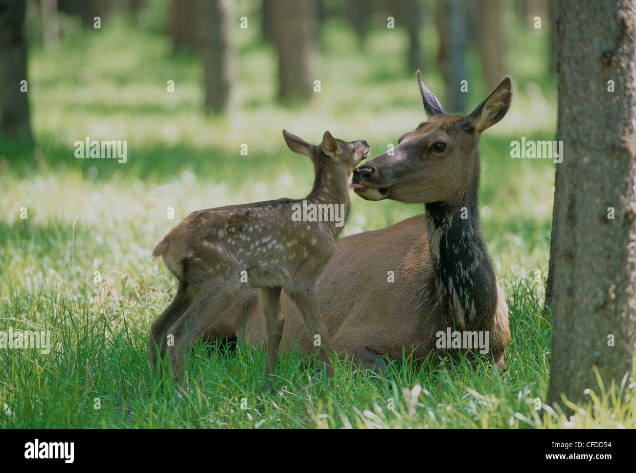 Spotted elk hi-res stock photography and images - Alamy