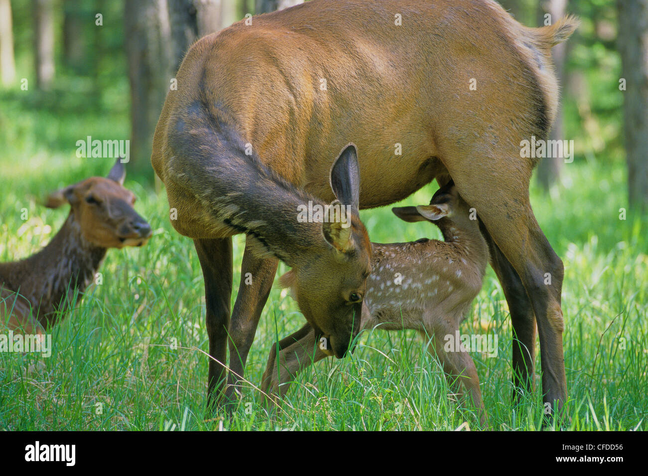 Spotted elk hi-res stock photography and images - Alamy