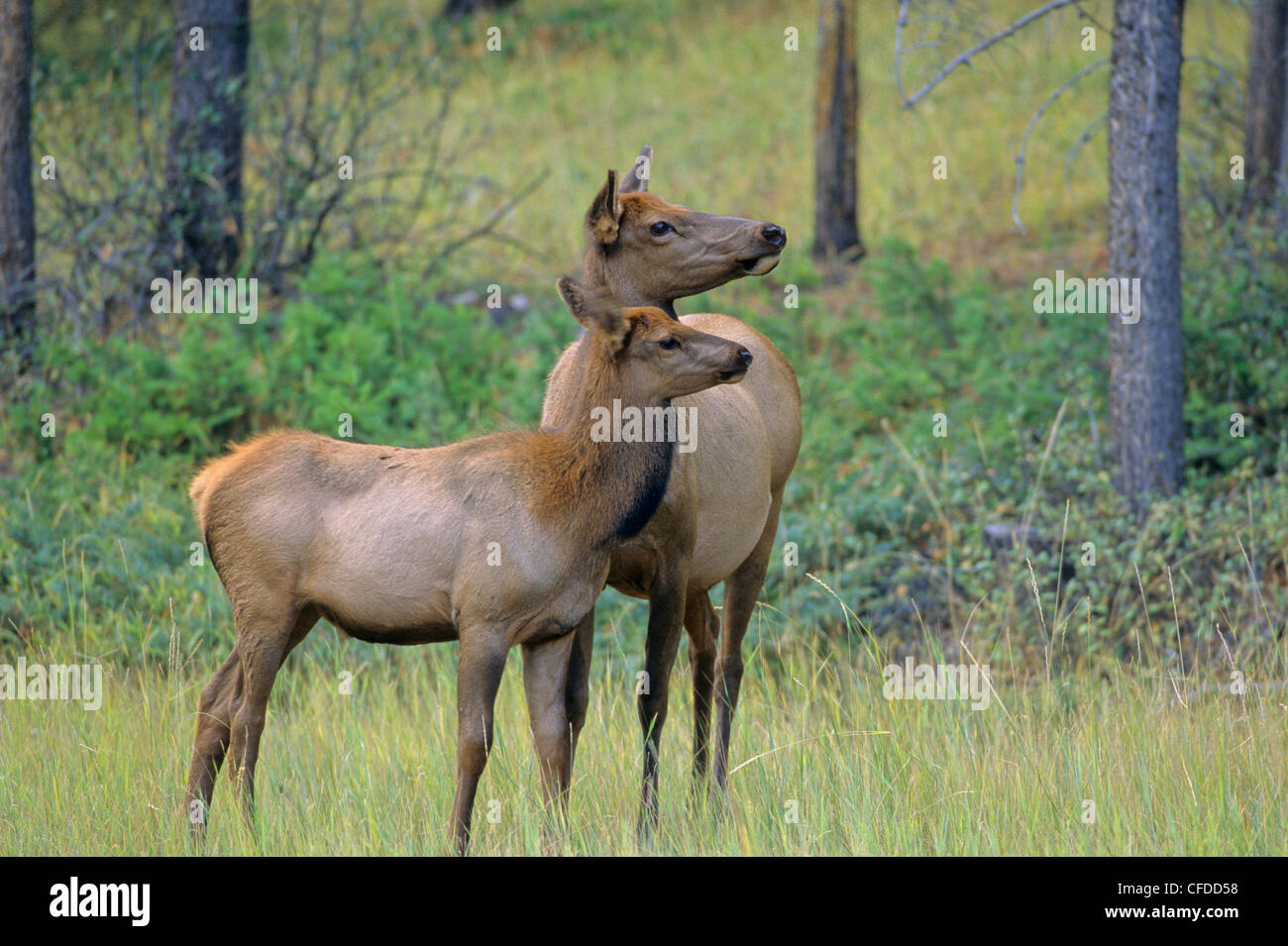 Elk (Cervus elaphus) Female with Young, Alberta, Canada Stock Photo - Alamy